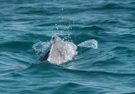 「Whippomorpha」の写真素材 | 49件の無料イラスト画像 | Adobe Stock