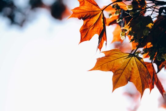 Imágenes de Marple: descubre bancos de fotos, ilustraciones, vectores y ...