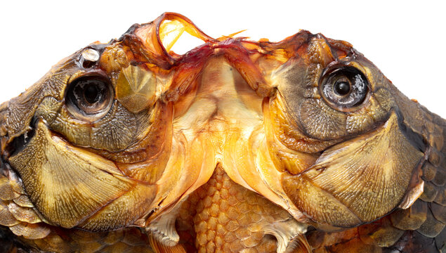 Fish-Heads 이미지 – 찾아보기 3,887 스톡 사진, 벡터 및 비디오 | Adobe Stock