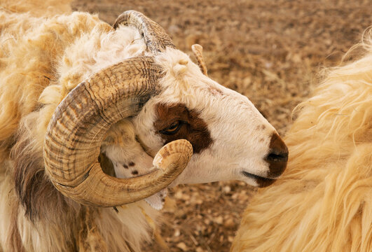 รูปภาพAwassi – เลือกดูภาพถ่ายสต็อก เวกเตอร์ และวิดีโอ314 | Adobe Stock