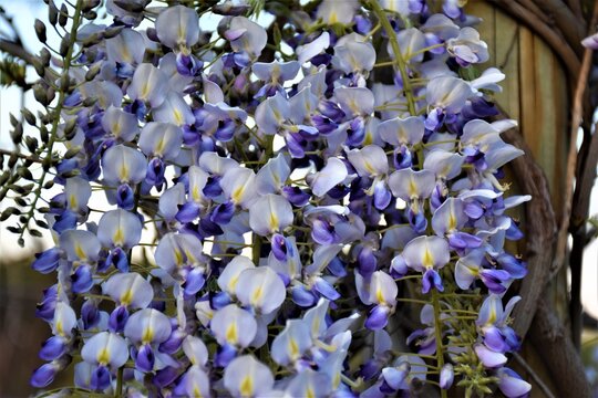 Glicyna Images – Browse 3 Stock Photos, Vectors, and Video | Adobe Stock