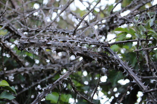 Ronces Bilder – Durchsuchen 252 Archivfotos, Vektorgrafiken und Videos ...