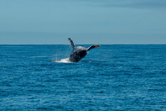Furchenwal Bilder – Durchsuchen 1,667 Archivfotos, Vektorgrafiken und ...