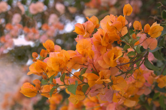 รูปภาพTrinitaria – เลือกดูภาพถ่ายสต็อก เวกเตอร์ และวิดีโอ403 | Adobe Stock