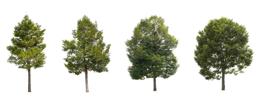 Free Trees Images – Browse 60,520 Free Stock Photos, Vectors, and Video ...