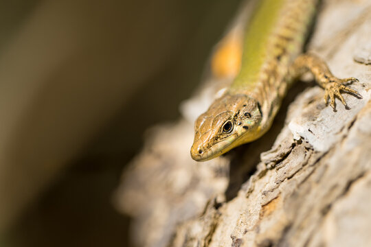 รูปภาพTieraugen – เลือกดูภาพถ่ายสต็อก เวกเตอร์ และวิดีโอ268 | Adobe Stock