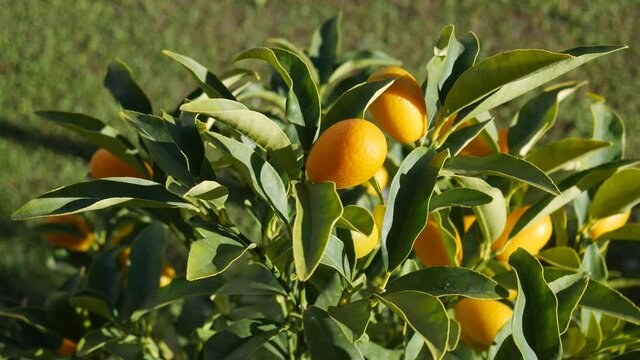 รูปภาพKinkan – เลือกดูภาพถ่ายสต็อก เวกเตอร์ และวิดีโอ2,226 | Adobe Stock