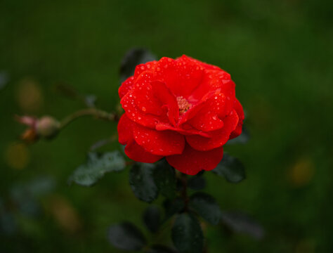 Reimer Images – Browse 7 Stock Photos, Vectors, and Video | Adobe Stock