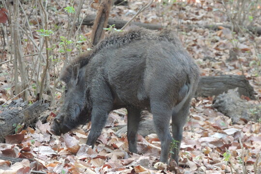 รูปภาพ"Wild Pig" – เลือกดูภาพถ่ายสต็อก เวกเตอร์ และวิดีโอ116,677 ...