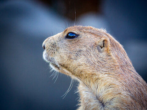 รูปภาพPrairie-Dog – เลือกดูภาพถ่ายสต็อก เวกเตอร์ และวิดีโอ26,724 ...