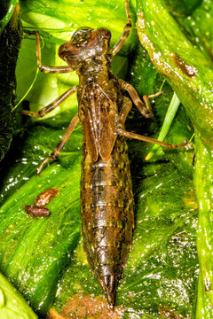 Libellenlarve Bilder – Durchsuchen 4,203 Archivfotos, Vektorgrafiken ...