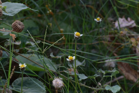 รูปภาพTridax – เลือกดูภาพถ่ายสต็อก เวกเตอร์ และวิดีโอ763 | Adobe Stock
