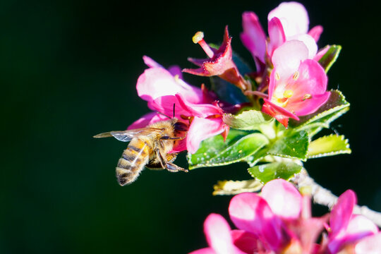 「Butineur」の画像 - 437 件の Stock 写真、ベクターおよびビデオ | Adobe Stock