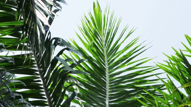 Palm Oil Tree Leaf