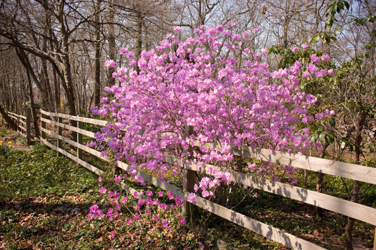 "Pink Azalea" Bilder – Durchsuchen 531 Archivfotos, Vektorgrafiken und ...