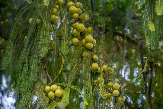 Amla Tree Images – Browse 976 Stock Photos, Vectors, and Video | Adobe ...