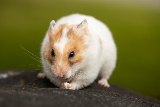Teddyhamster Bilder – Durchsuchen 5,224 Archivfotos, Vektorgrafiken und ...