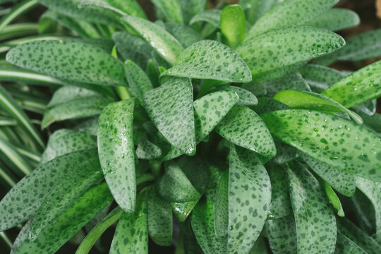 「Drimiopsis」の写真素材 | 276件の無料イラスト画像 | Adobe Stock