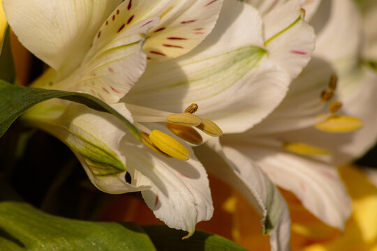 Astromelia Images – Browse 161 Stock Photos, Vectors, and Video | Adobe ...