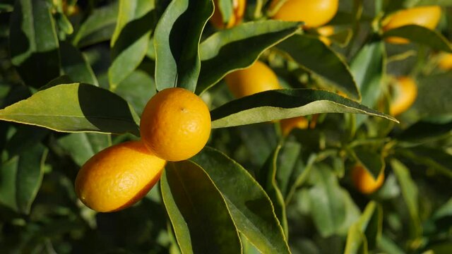 Kinkan Images – Browse 2,226 Stock Photos, Vectors, and Video | Adobe Stock