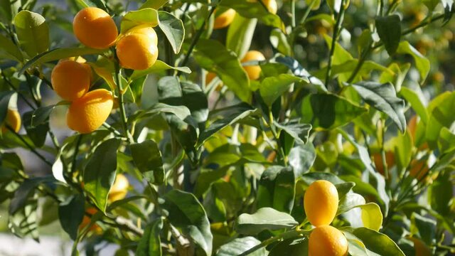 รูปภาพKinkan – เลือกดูภาพถ่ายสต็อก เวกเตอร์ และวิดีโอ2,226 | Adobe Stock