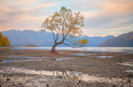 "That Wanaka Tree" Images – Browse 537 Stock Photos, Vectors, and Video ...