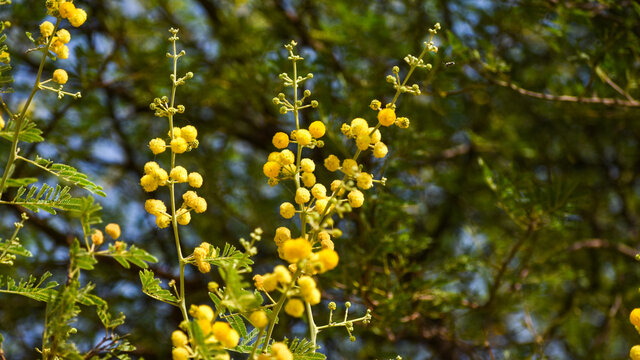 Afbeeldingen over Babul – Blader in stockfoto's, vectoren en video's ...