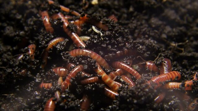 「Rain-Worm」の画像 - 146 件の Stock 写真、ベクターおよびビデオ | Adobe Stock