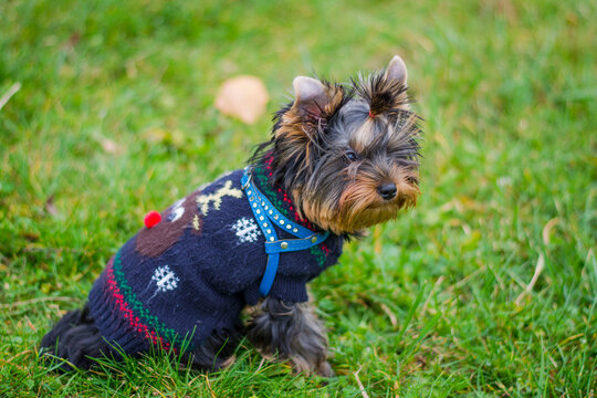 รูปภาพTerier – เลือกดูภาพถ่ายสต็อก เวกเตอร์ และวิดีโอ3,034 | Adobe Stock