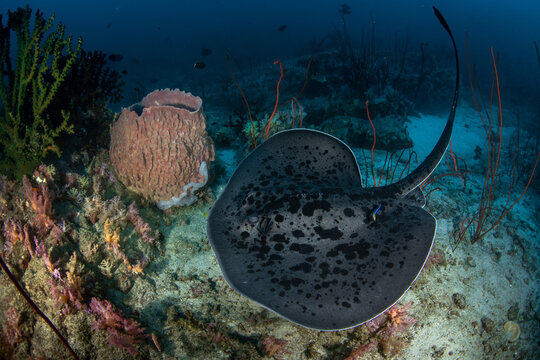 รูปภาพSelachii – เลือกดูภาพถ่ายสต็อก เวกเตอร์ และวิดีโอ1,911 | Adobe Stock