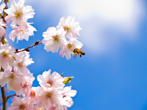Mid-Flight Images – Browse 638 Stock Photos, Vectors, and Video | Adobe ...