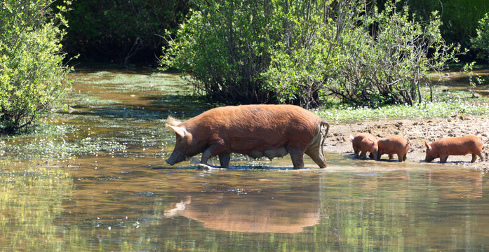 Elchfleisch Bilder – Durchsuchen 1,746 Archivfotos, Vektorgrafiken und ...