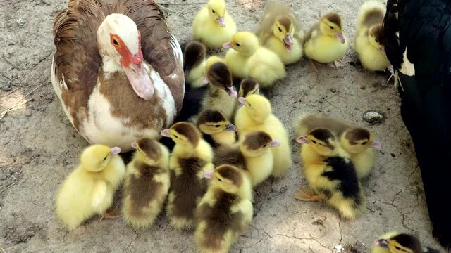 "Animals Breeding" Bilder – Durchsuchen 218 Archivfotos, Vektorgrafiken ...