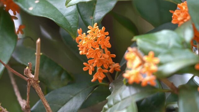 Kinmokusei Imagens – Procure 59 fotos, vetores e vídeos | Adobe Stock