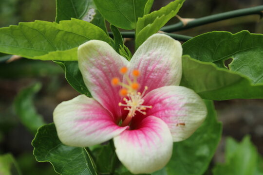 Chembarathi Images – Browse 36 Stock Photos, Vectors, and Video | Adobe ...