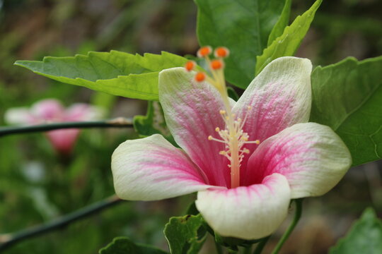 Chembarathi Images – Browse 36 Stock Photos, Vectors, and Video | Adobe ...