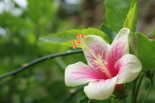 Chembarathi Images – Browse 36 Stock Photos, Vectors, and Video | Adobe ...