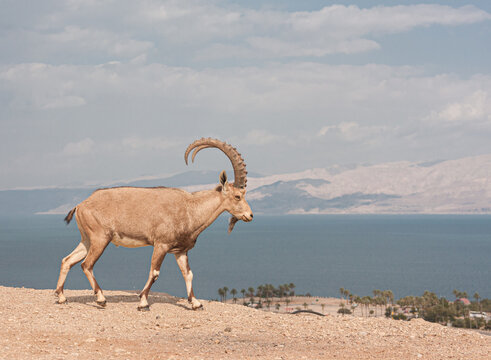 Capra bilder – Bläddra bland 22,024 stockfoton, vektorer och videor ...