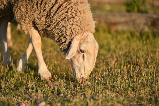 รูปภาพOveja – เลือกดูภาพถ่ายสต็อก เวกเตอร์ และวิดีโอ4,085 | Adobe Stock