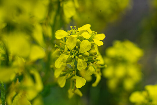 Rapssaat Bilder – Durchsuchen 51,117 Archivfotos, Vektorgrafiken und ...