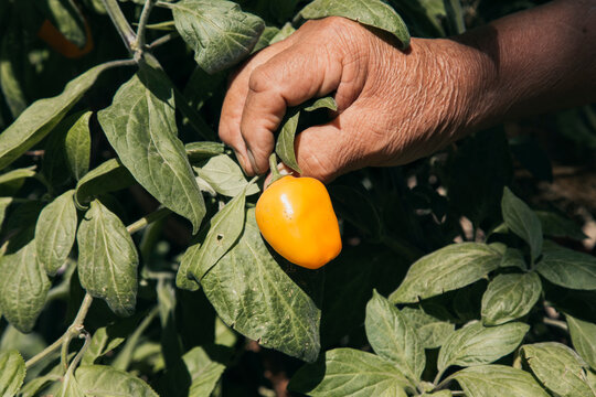 「Locoto」の画像 - 560 件の Stock 写真、ベクターおよびビデオ | Adobe Stock