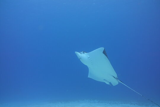 「Manata」の写真素材 | 14件の無料イラスト画像 | Adobe Stock
