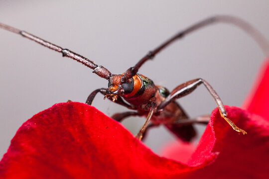 Sagoutier Bilder – Durchsuchen 652 Archivfotos, Vektorgrafiken und Videos | Adobe Stock