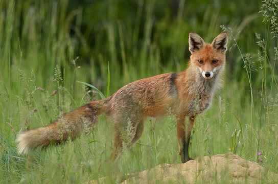 "Lis Rudy" Images – Browse 546 Stock Photos, Vectors, and Video | Adobe ...