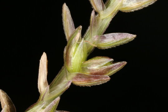 รูปภาพGoosegrass – เลือกดูภาพถ่ายสต็อก เวกเตอร์ และวิดีโอ1,045 | Adobe ...