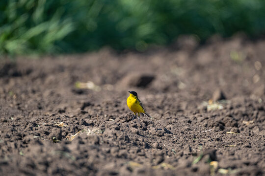 Flava Images – Parcourir 4,456 le catalogue de photos, vecteurs et ...