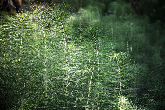รูปภาพArthrophyta – เลือกดูภาพถ่ายสต็อก เวกเตอร์ และวิดีโอ454 | Adobe Stock