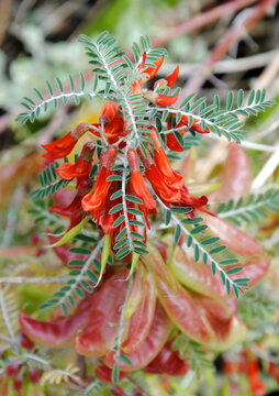 「Sutherlandia」の画像 - 12 件の Stock 写真、ベクターおよびビデオ | Adobe Stock