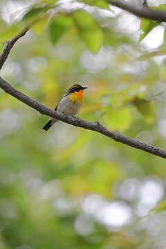 Otterrute Bilder – Durchsuchen 103 Archivfotos, Vektorgrafiken und ...