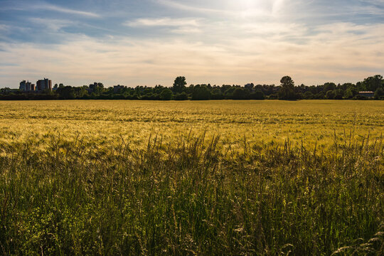 Roggenfeld bilder – Bläddra bland 1,613 stockfoton, vektorer och videor ...